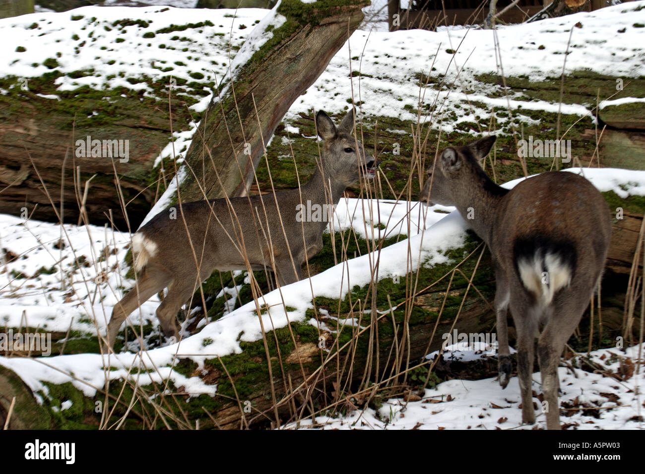 roe deer in enclosure Stock Photo - Alamy