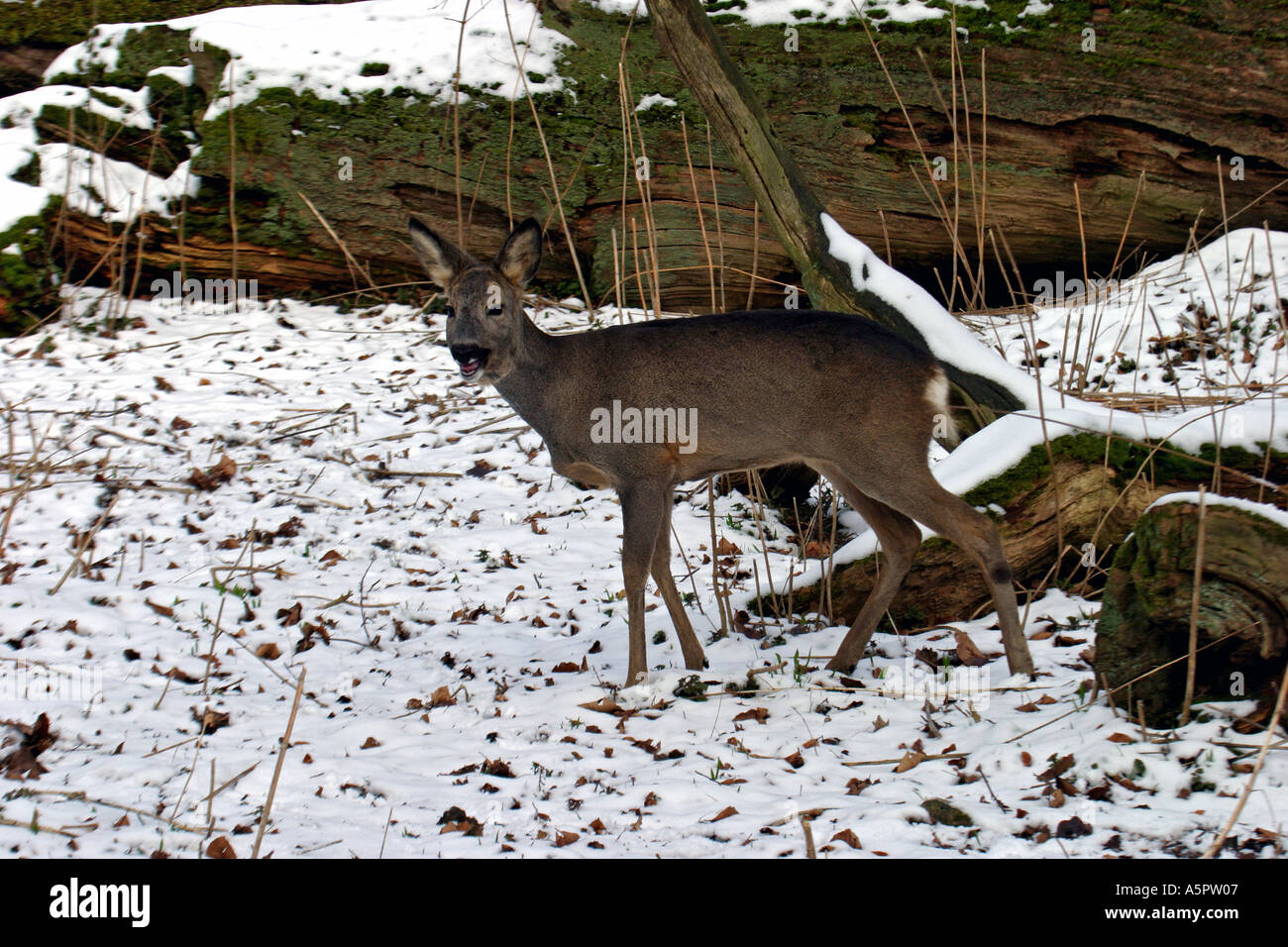 roe deer in enclosure Stock Photo - Alamy