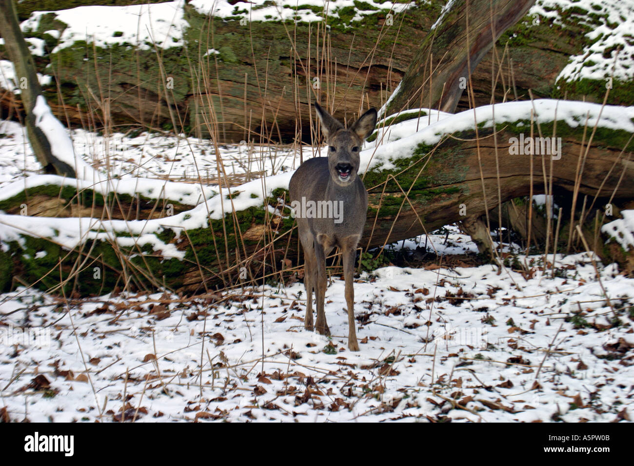 roe deer in enclosure Stock Photo - Alamy