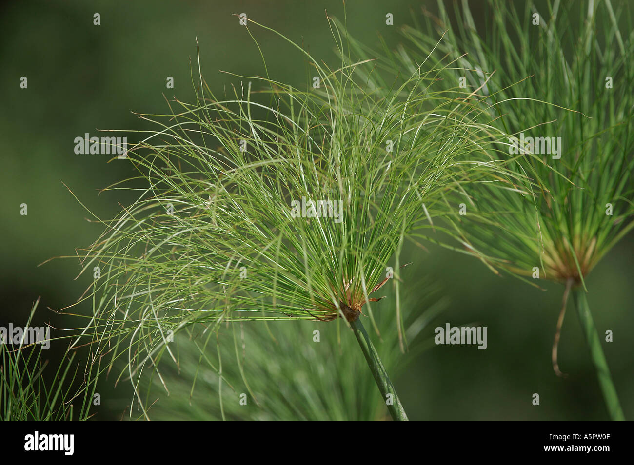 Papyrus Cyperus papyrus Riedgrasgewaechse Cyperaceae Stock Photo - Alamy