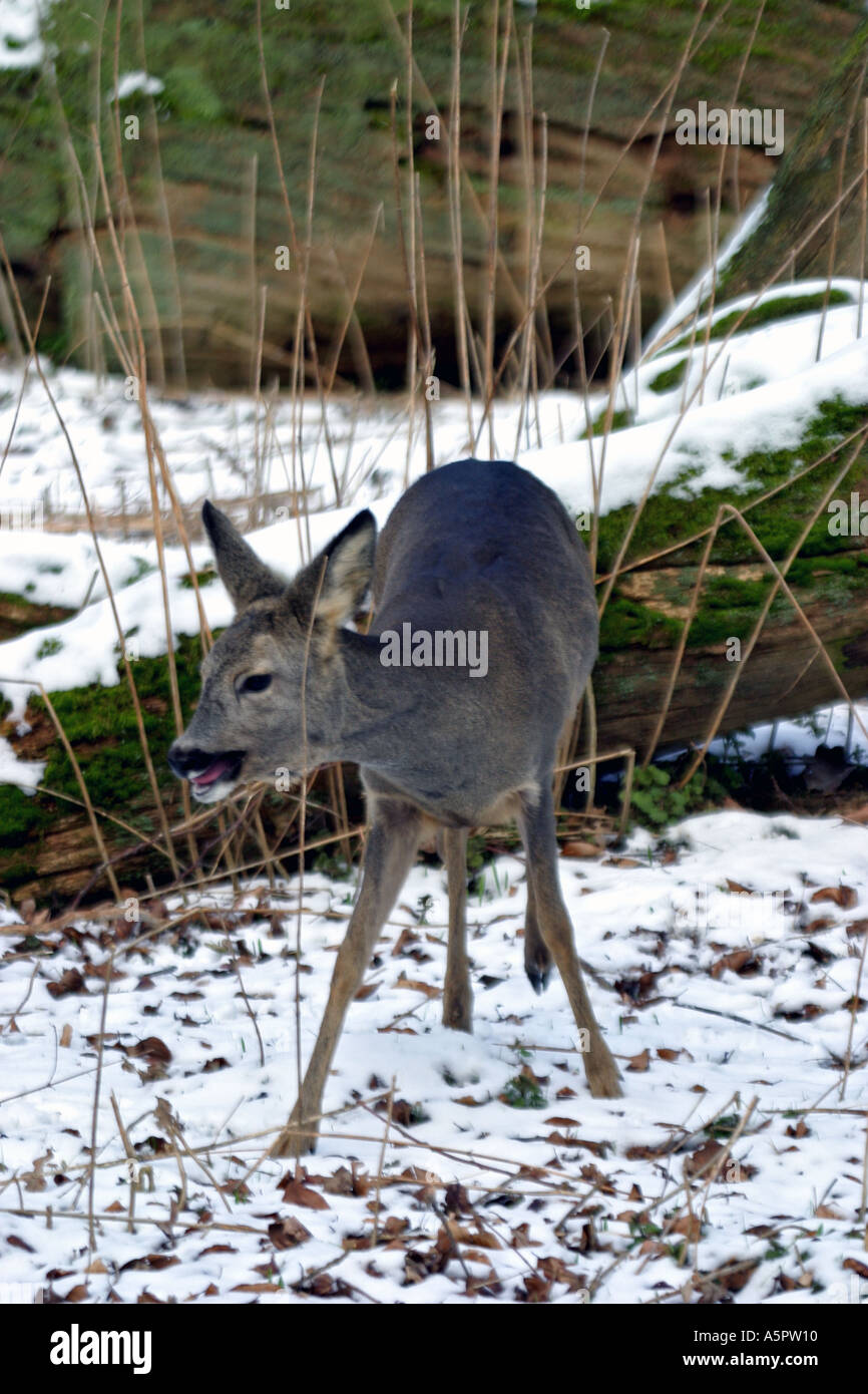 roe deer in enclosure Stock Photo - Alamy