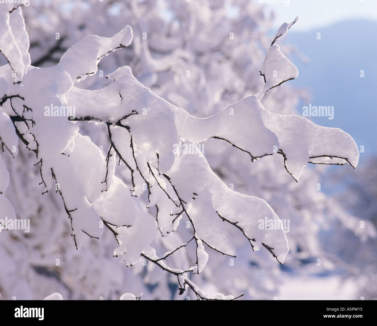 Snow covered twigs Stock Photo - Alamy