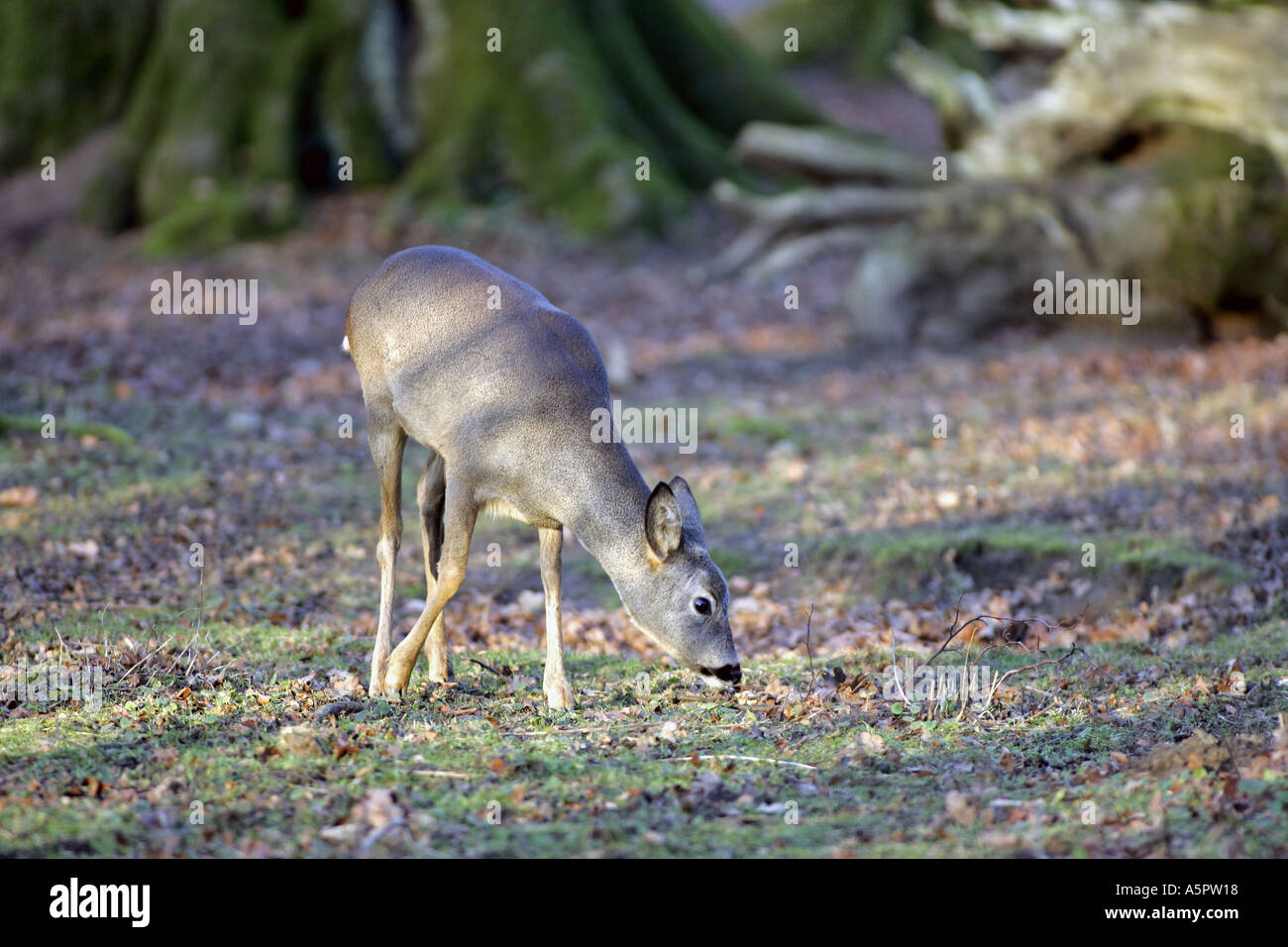 roe deer in enclosure Stock Photo - Alamy