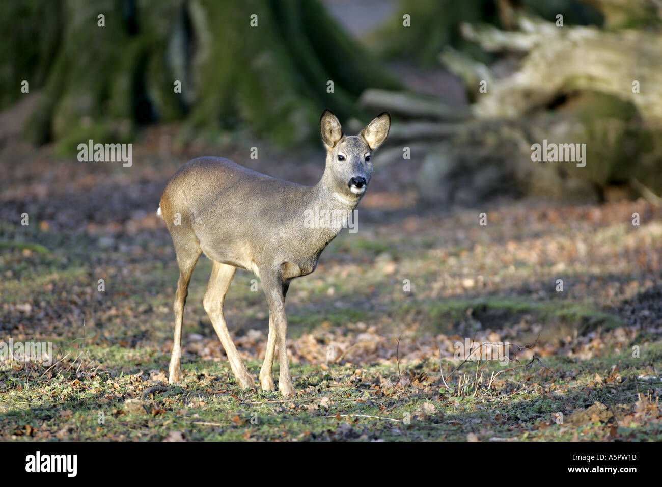 roe deer in enclosure Stock Photo - Alamy