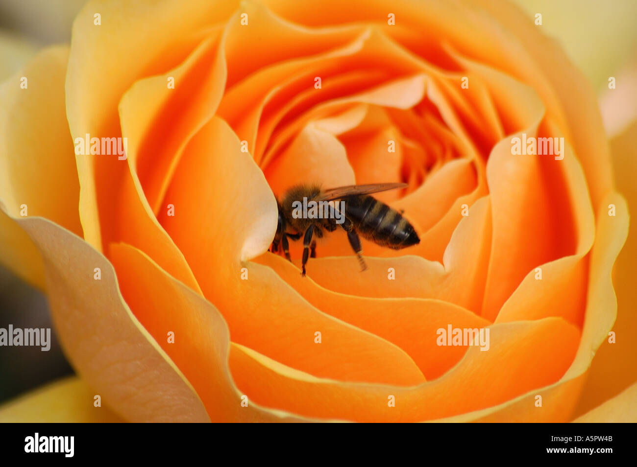 Yellow Rose and Bee Stock Photo - Alamy