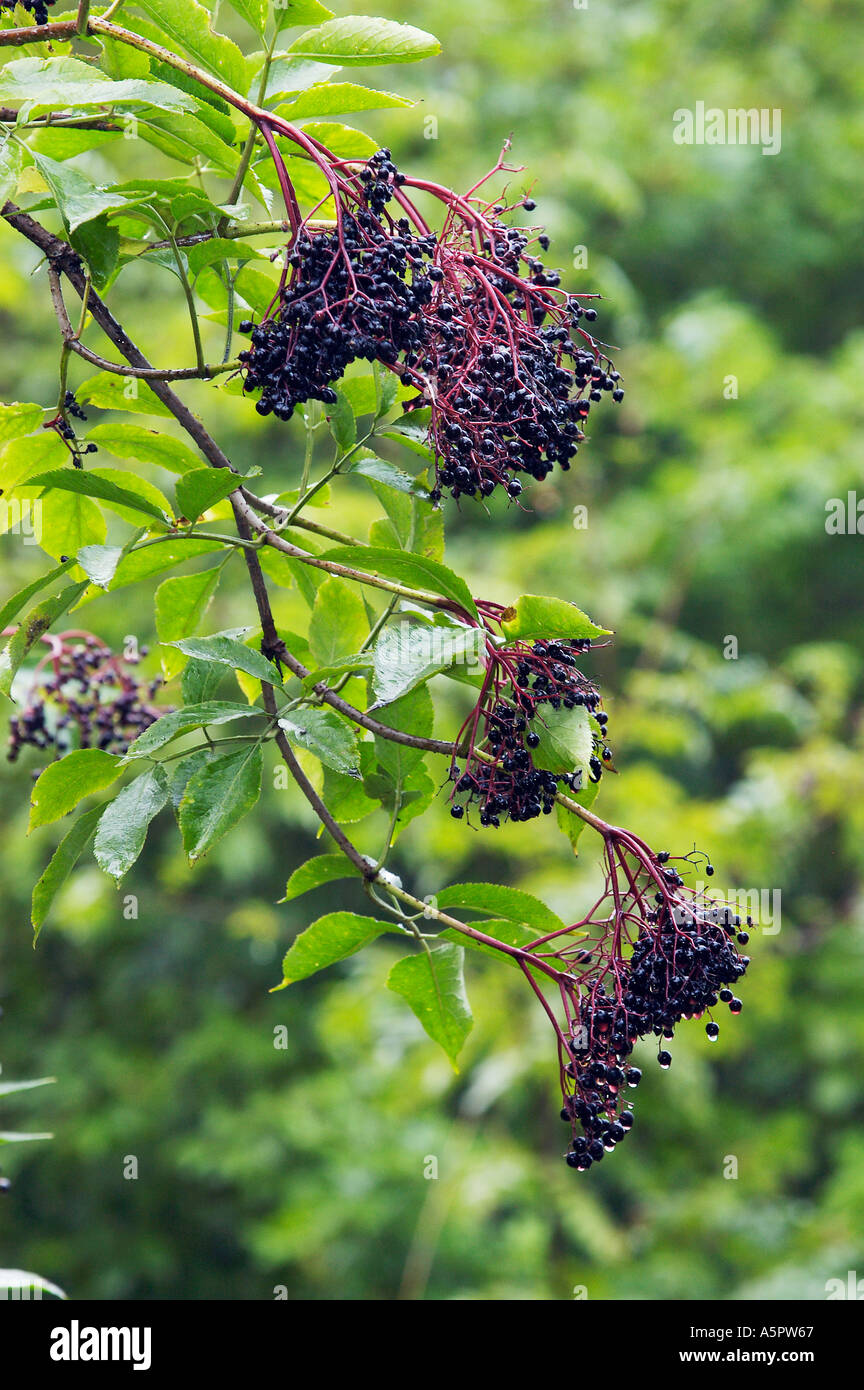 Elder berries North Rhine Westphalia Germany Sambucus nigra Schwarzer ...