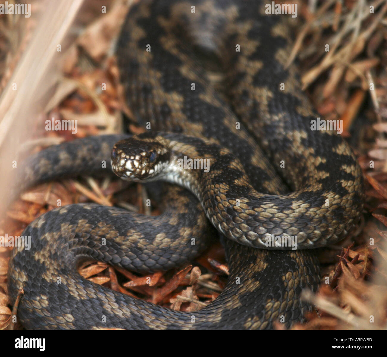 Adder with milky Eyes ready to slough skin Stock Photo - Alamy