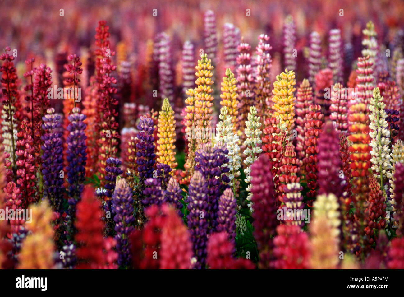 Colorful lupin flowers hi-res stock photography and images - Alamy