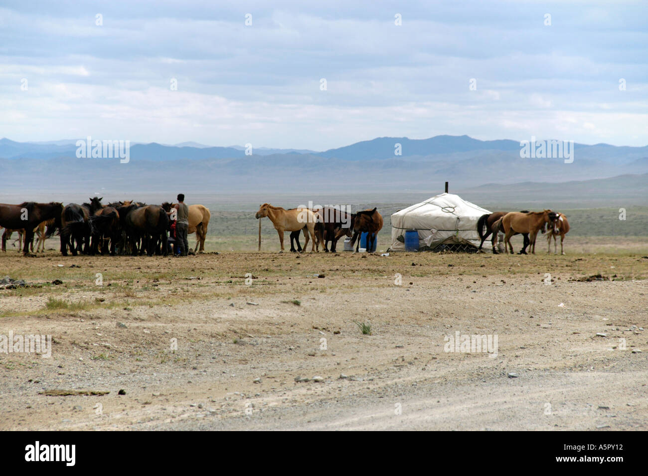 Horses with yurte ger in wide open steppe Mongolia Stock Photo - Alamy