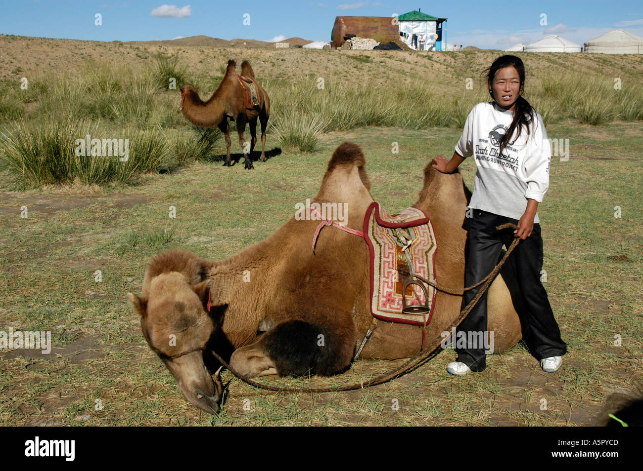 Young Mongol woman with a Bactrian camel Mongolia Stock Photo - Alamy