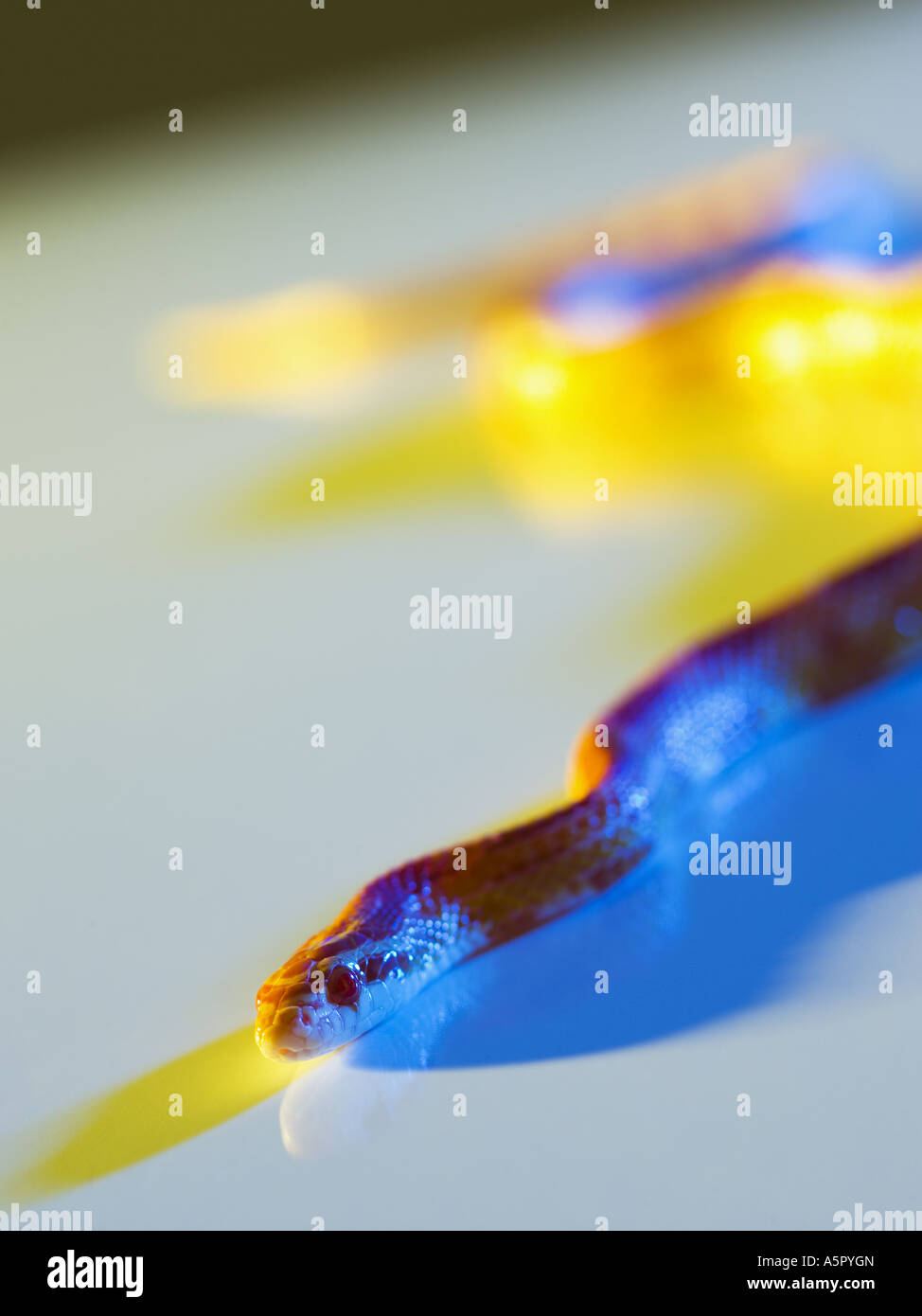 Detailed view of snake Stock Photo - Alamy