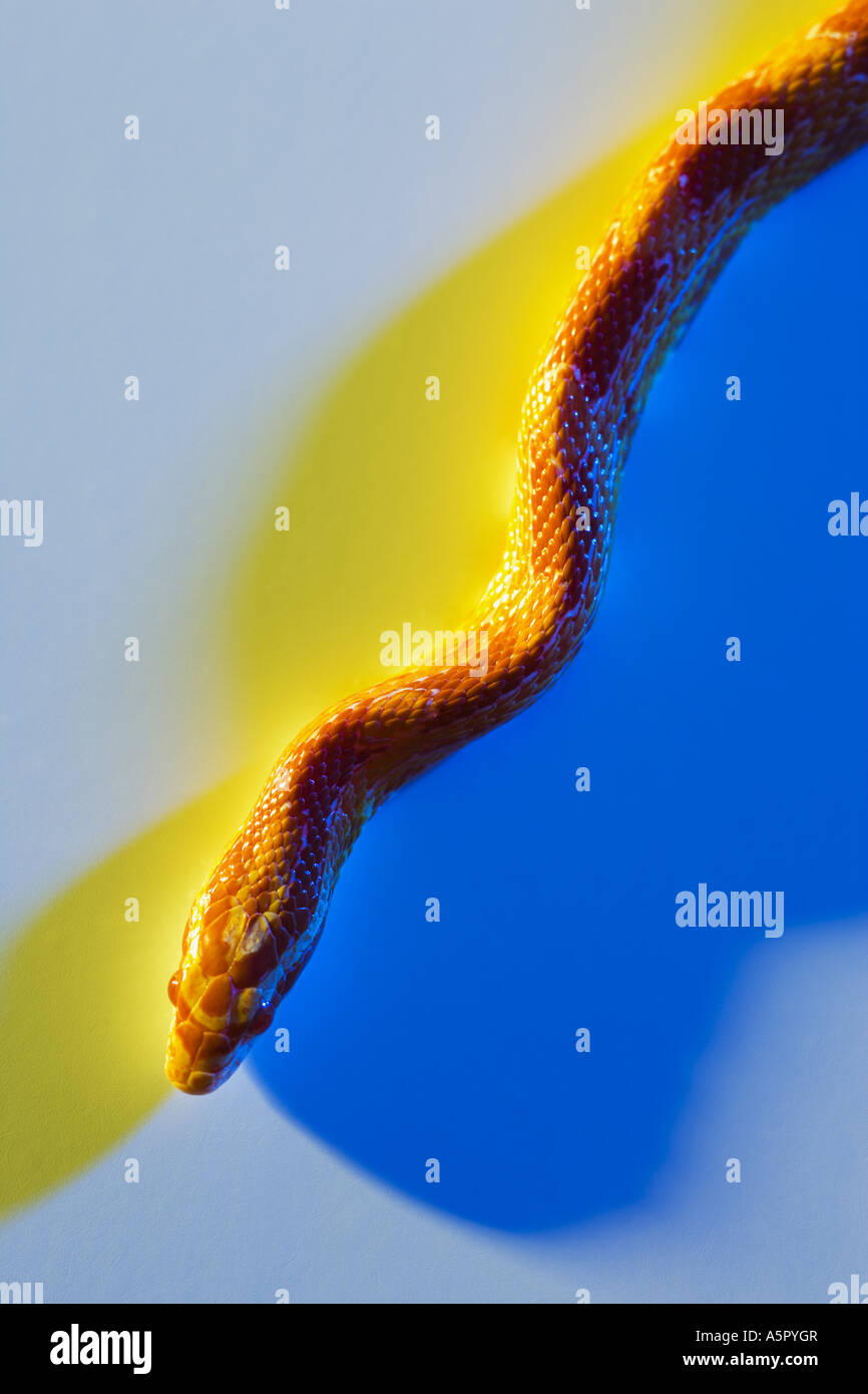 Close up of snake Stock Photo - Alamy