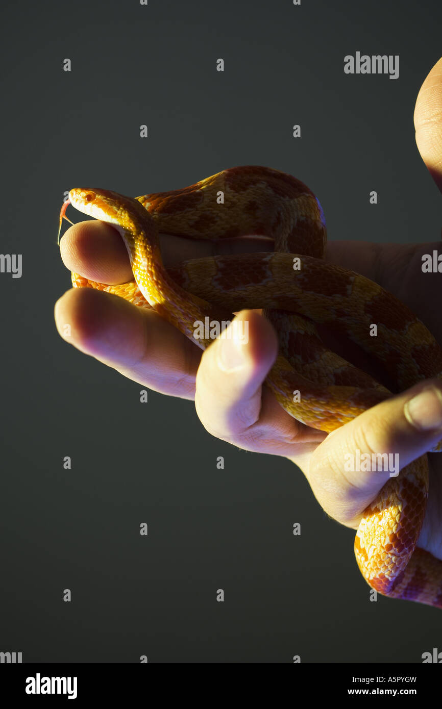 Hand holding snake hi-res stock photography and images - Alamy