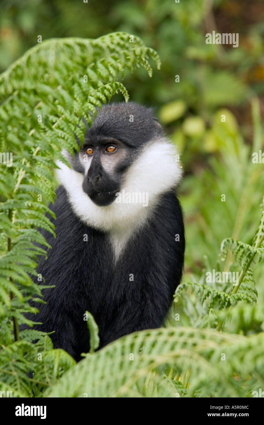 L'hoest's monkey hi-res stock photography and images - Alamy