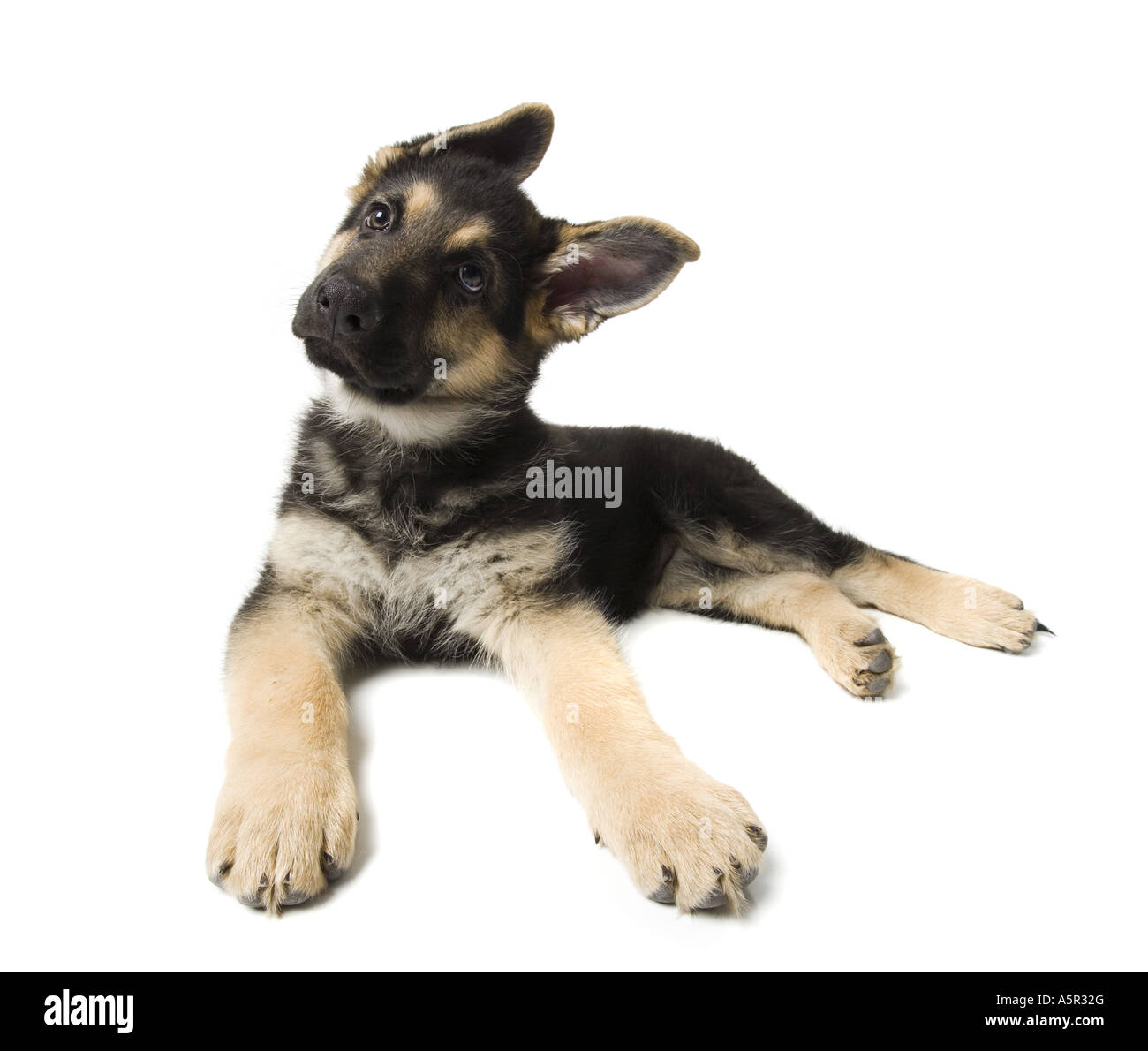 German shepherd puppy posing Stock Photo - Alamy