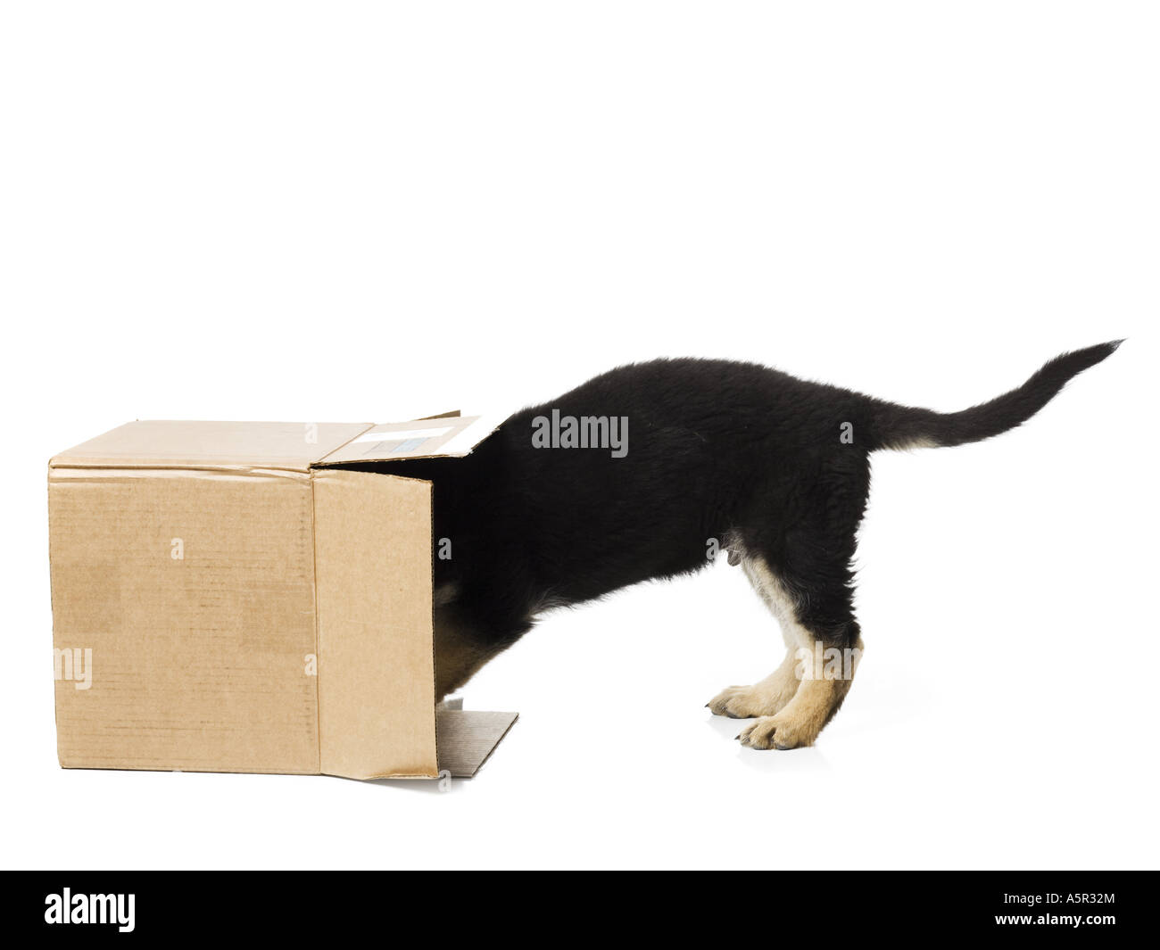 Puppy in cardboard box Stock Photo - Alamy