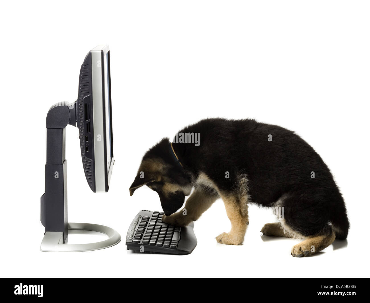 German Shepherd puppy typing Stock Photo - Alamy