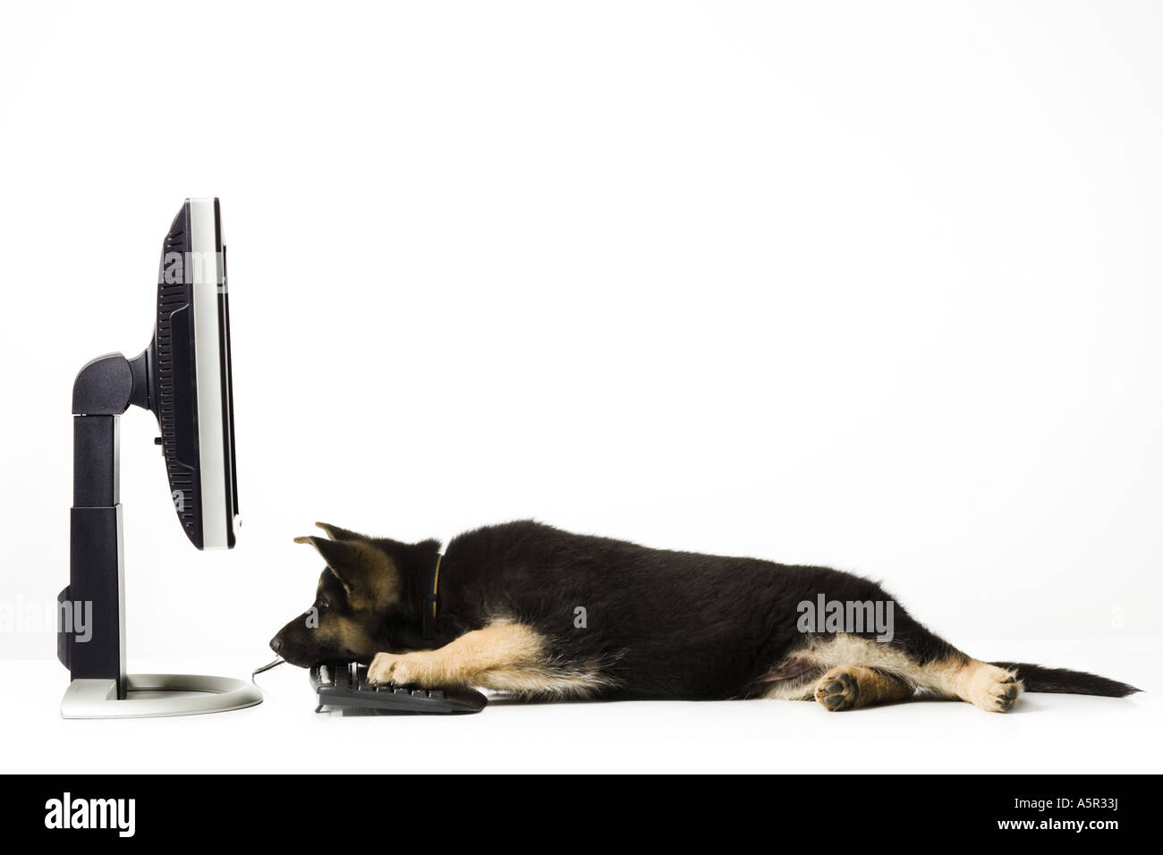 German Shepherd puppy typing Stock Photo - Alamy
