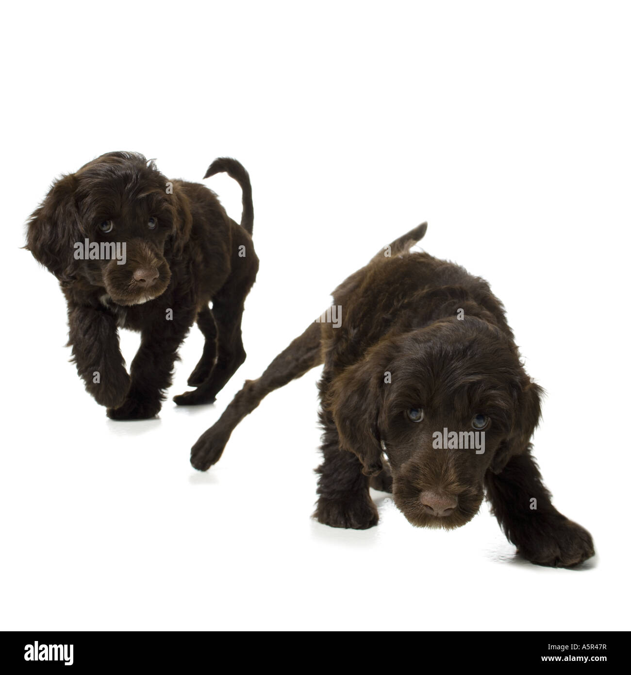 Identical twin animal hi-res stock photography and images - Alamy