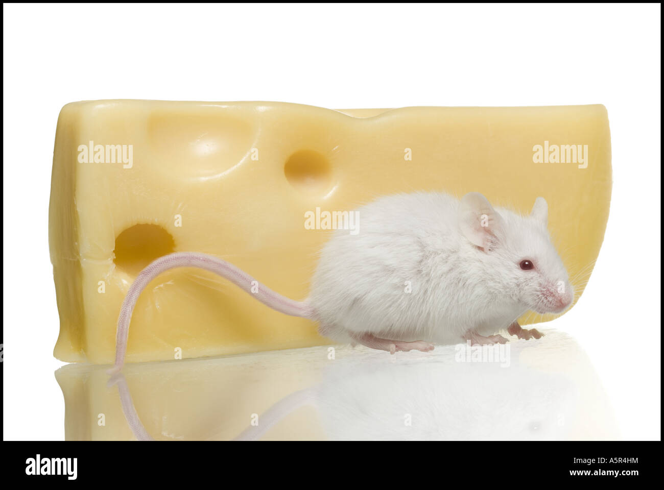 Rat Eating Cheese High Resolution Stock Photography and Images - Alamy