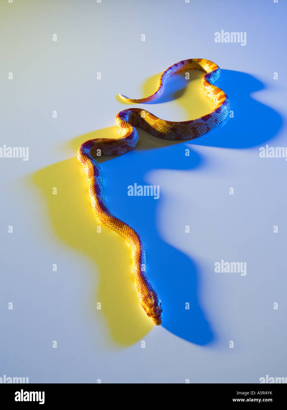 Snake shadow hi-res stock photography and images - Alamy