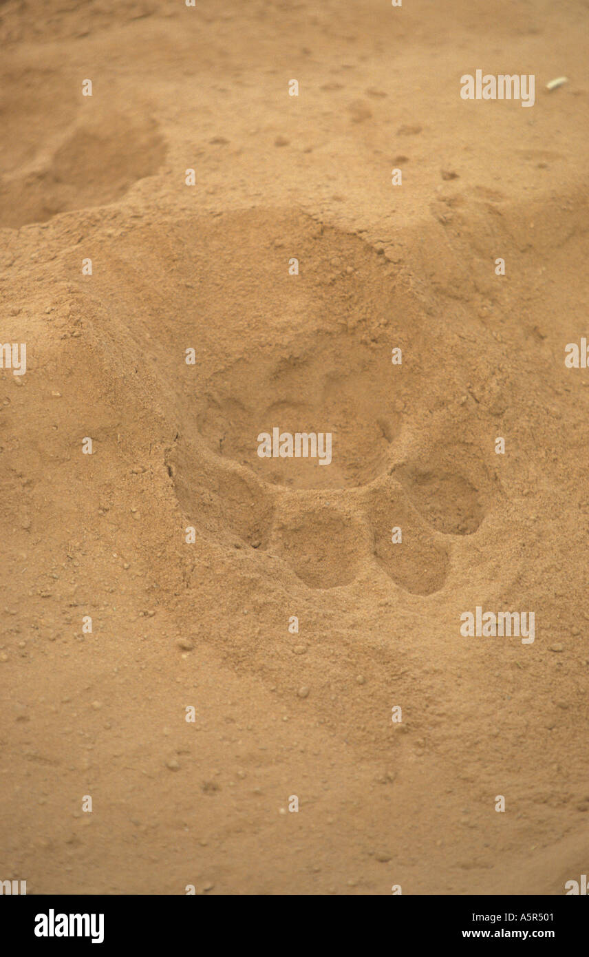 Lion Panthera leo foot print pug mark sand Stock Photo - Alamy