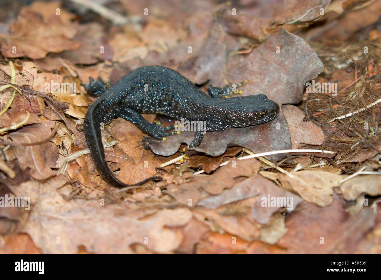 Great Crested Newt Triturus cristatus Stock Photo - Alamy
