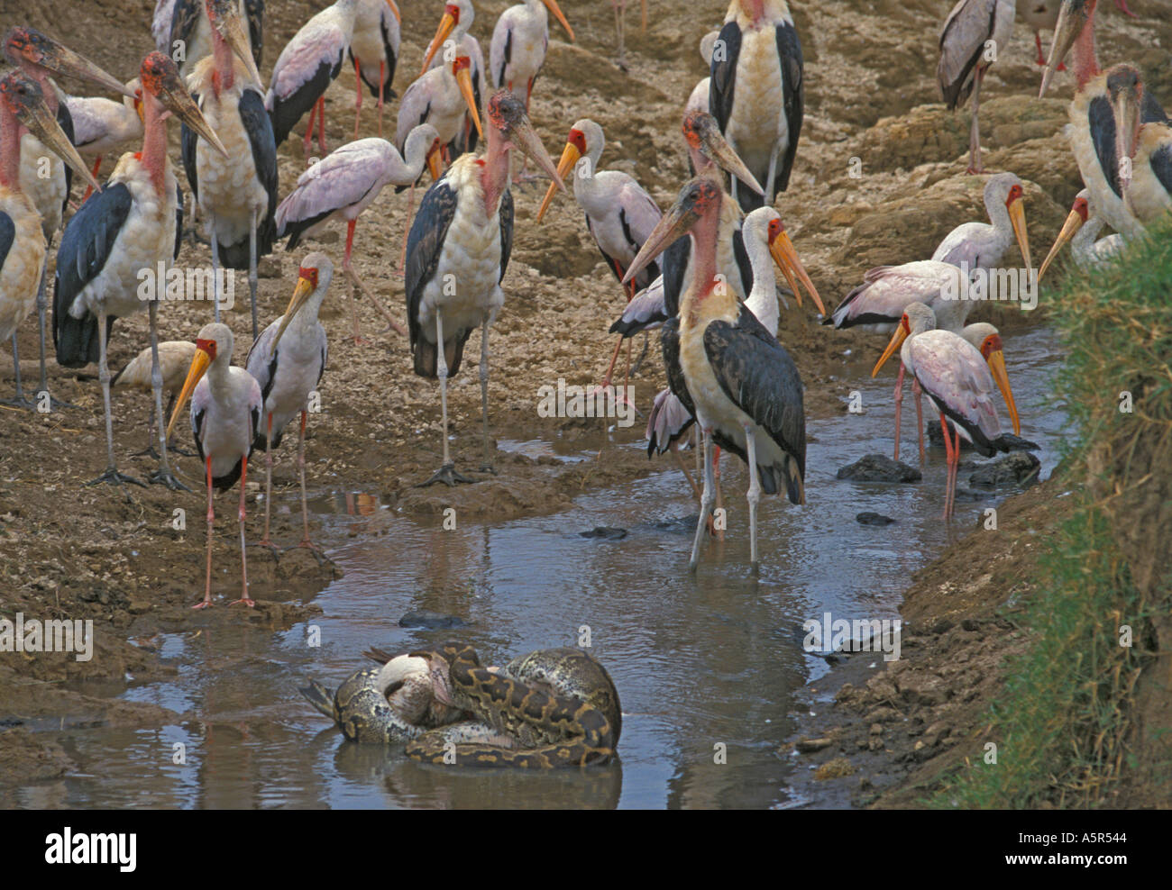 African Rock python Python sebae swallowing White Pelican snake death ...