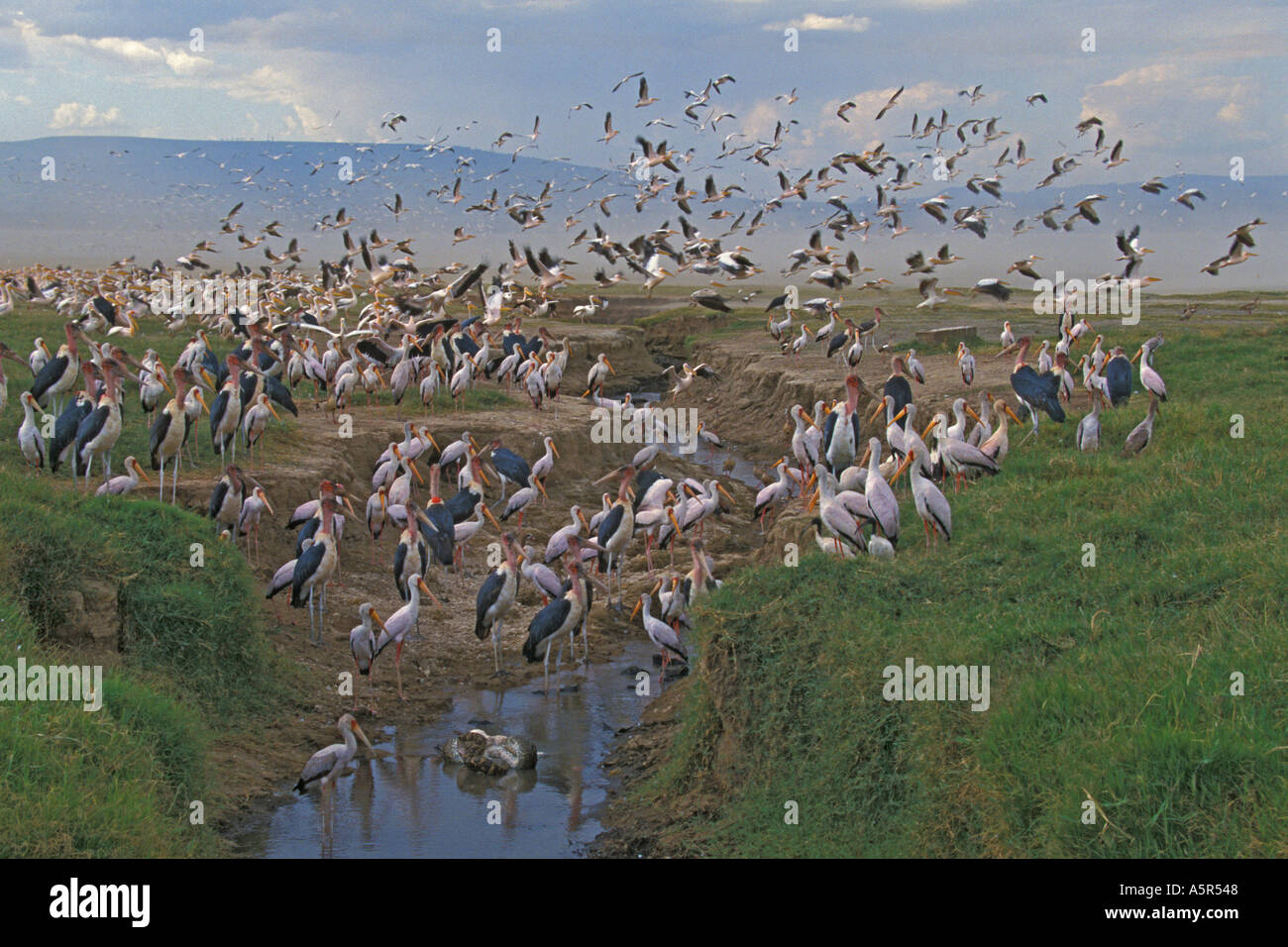 African Rock Python Kenya High Resolution Stock Photography and Images ...