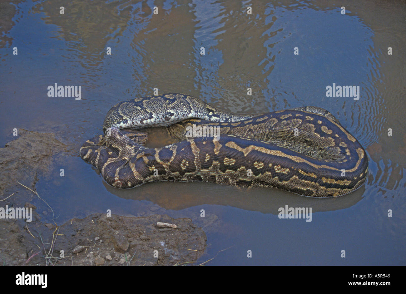 African Rock python Python sebae swallowing White Pelican snake death ...