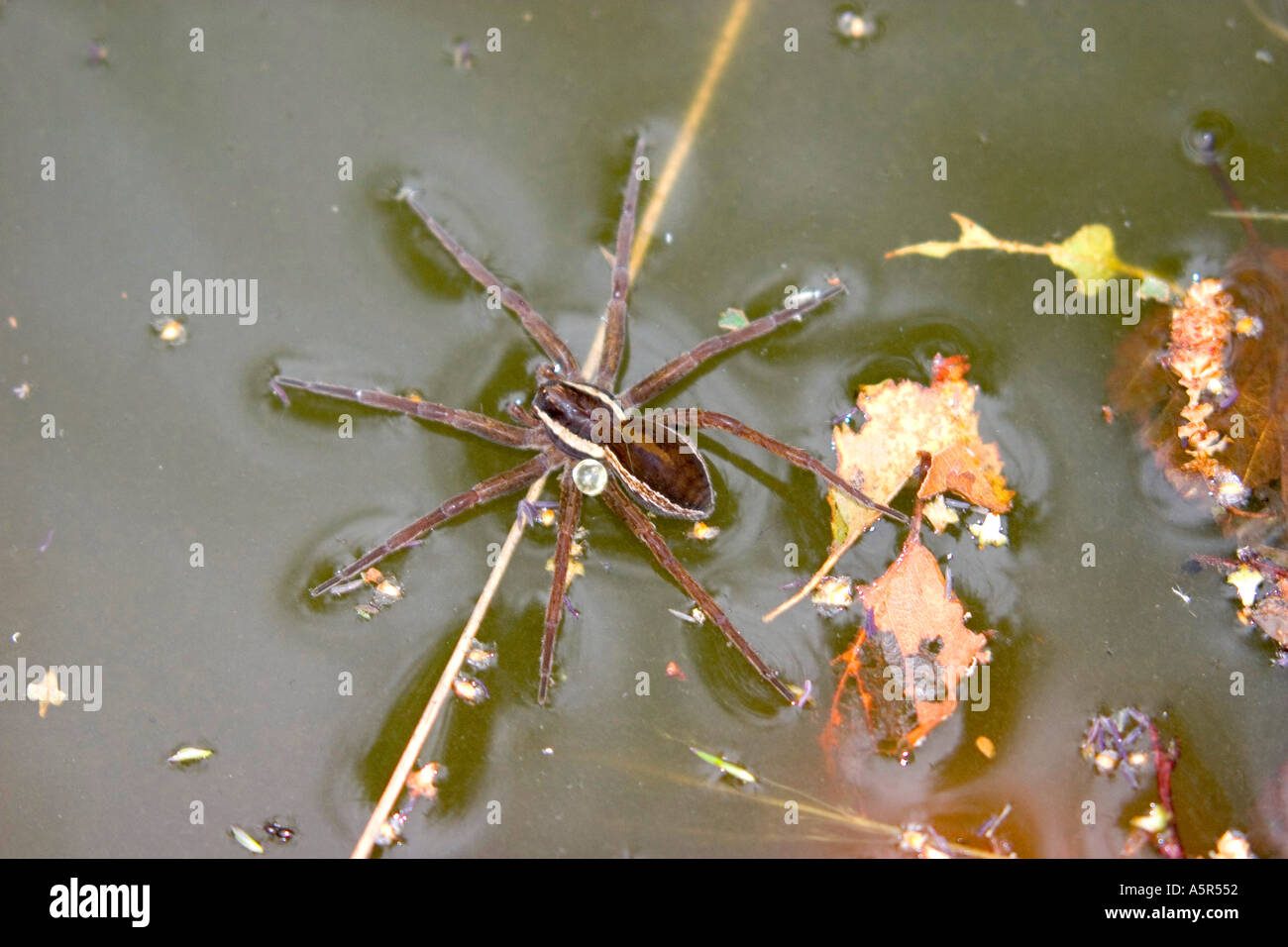 Raft Spider Dolomedes fimbriatus Stock Photo - Alamy