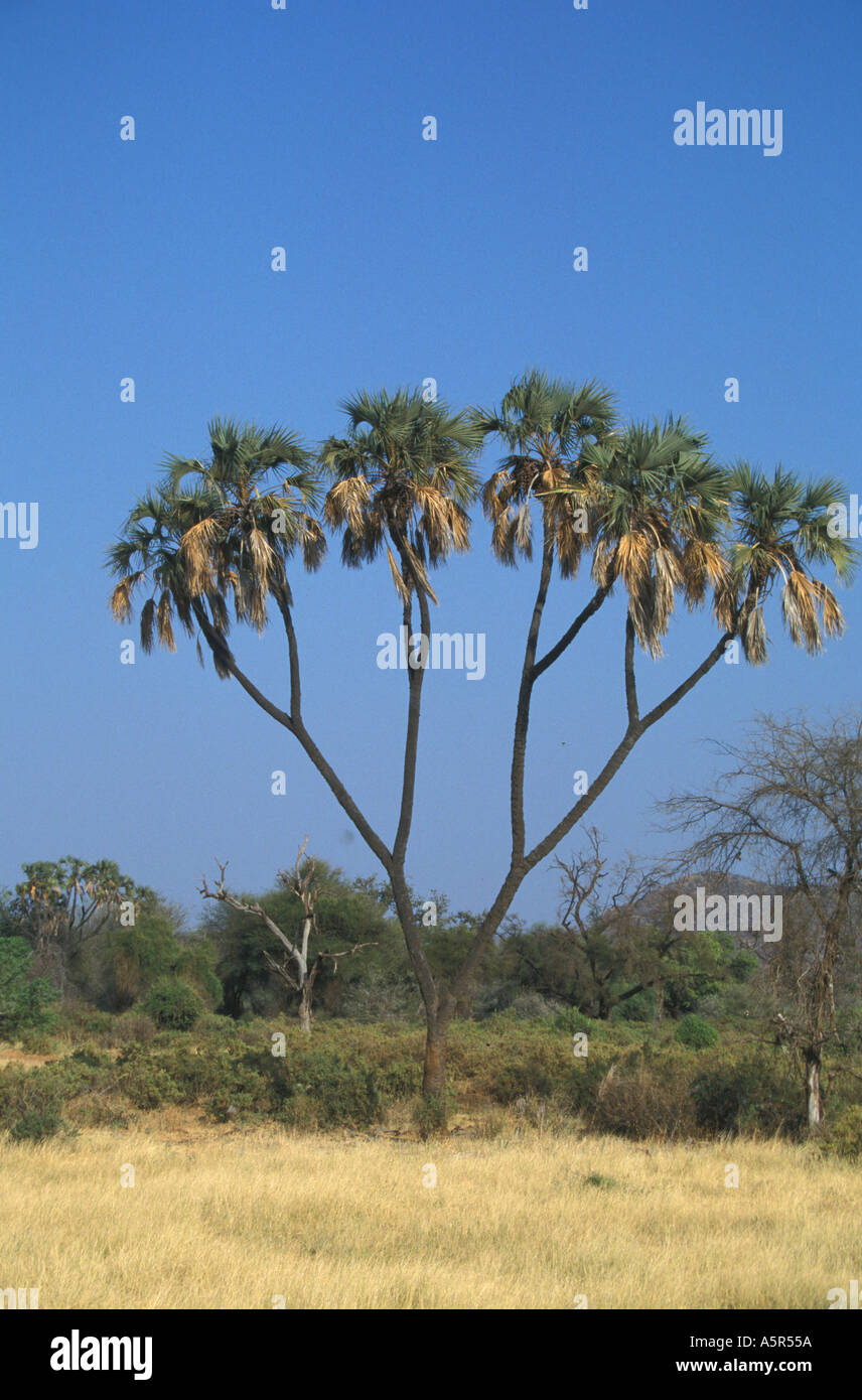 Doum Palm Hyphaene coriacea Stock Photo - Alamy