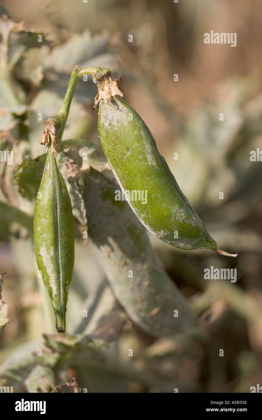 Vegetable Pea pods food crops Stock Photo - Alamy