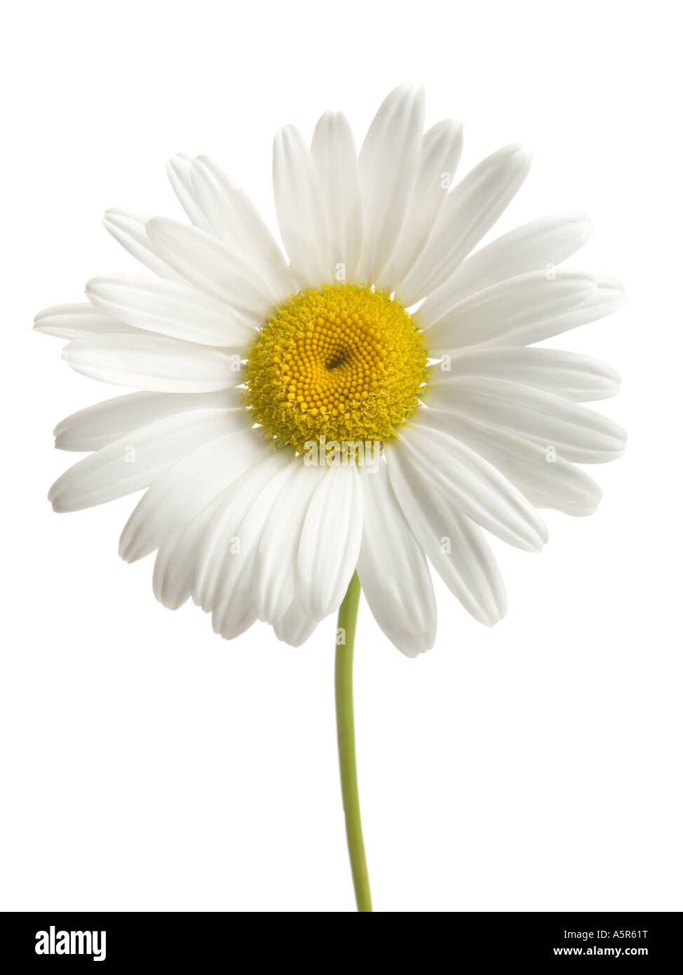 Close up of a flower Stock Photo - Alamy