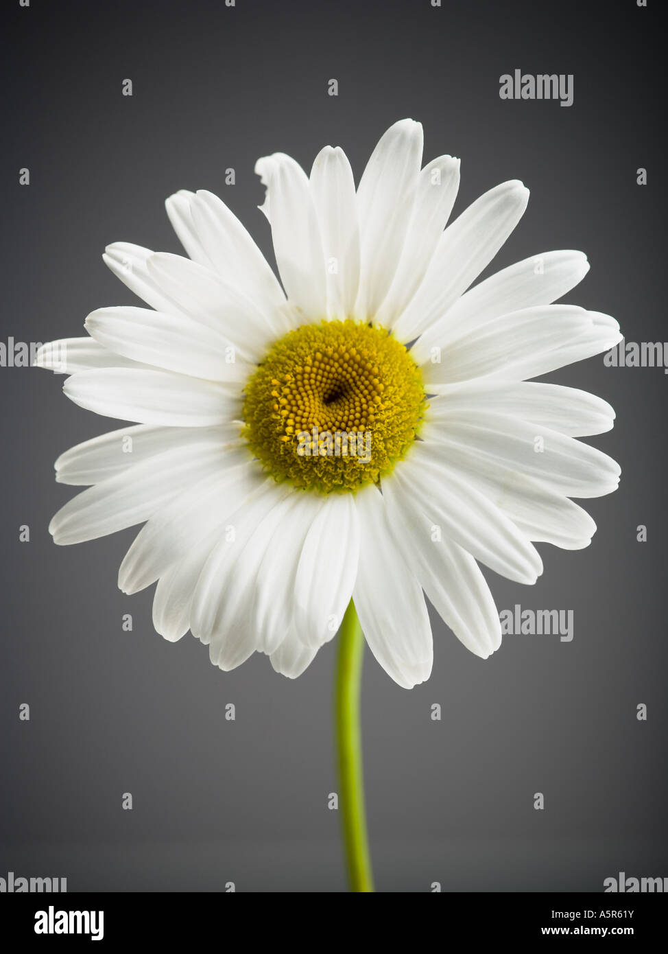 Close up of a flower Stock Photo - Alamy