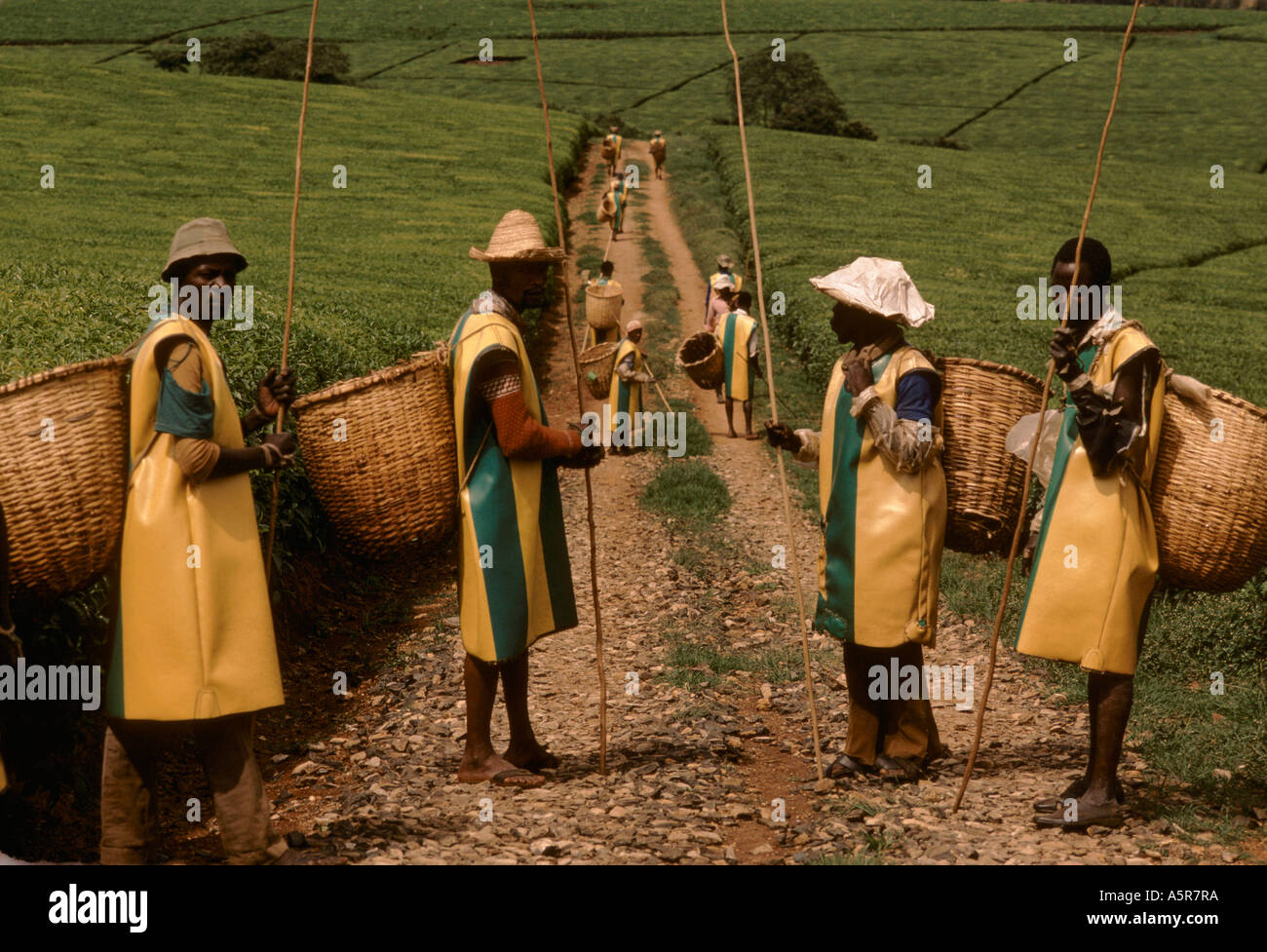TEA PICKERS WEARING GREEN AND YELLOW UNIFORM CARRYING BASKETS STICKS ON ...