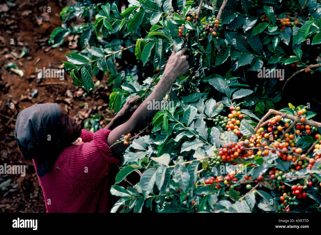 A WOMAN STRAINS TO REACH AS SHE PICKS COFFEE IN RUIRU Stock Photo - Alamy