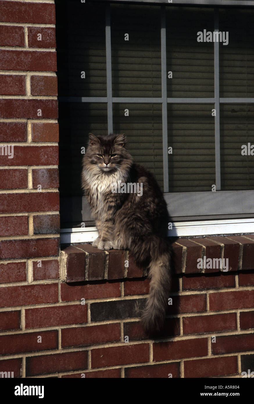Cat in the Window Stock Photo - Alamy