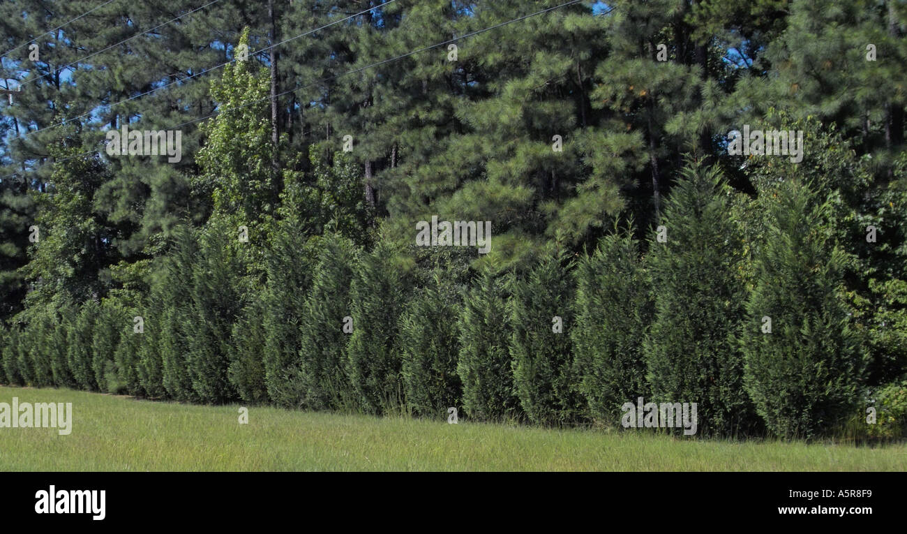 Treeline wtih Trees and Grass Stock Photo - Alamy