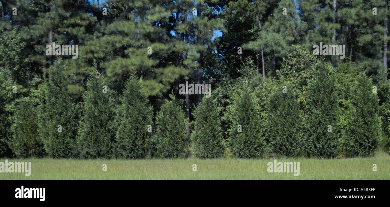 Treeline wtih Trees and Grass Stock Photo - Alamy