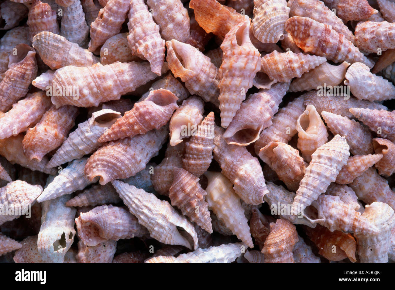 Snail shell Stock Photo - Alamy