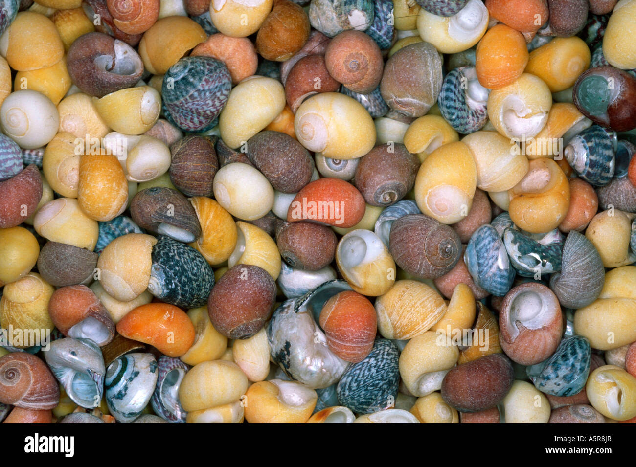 Snail shell Stock Photo - Alamy