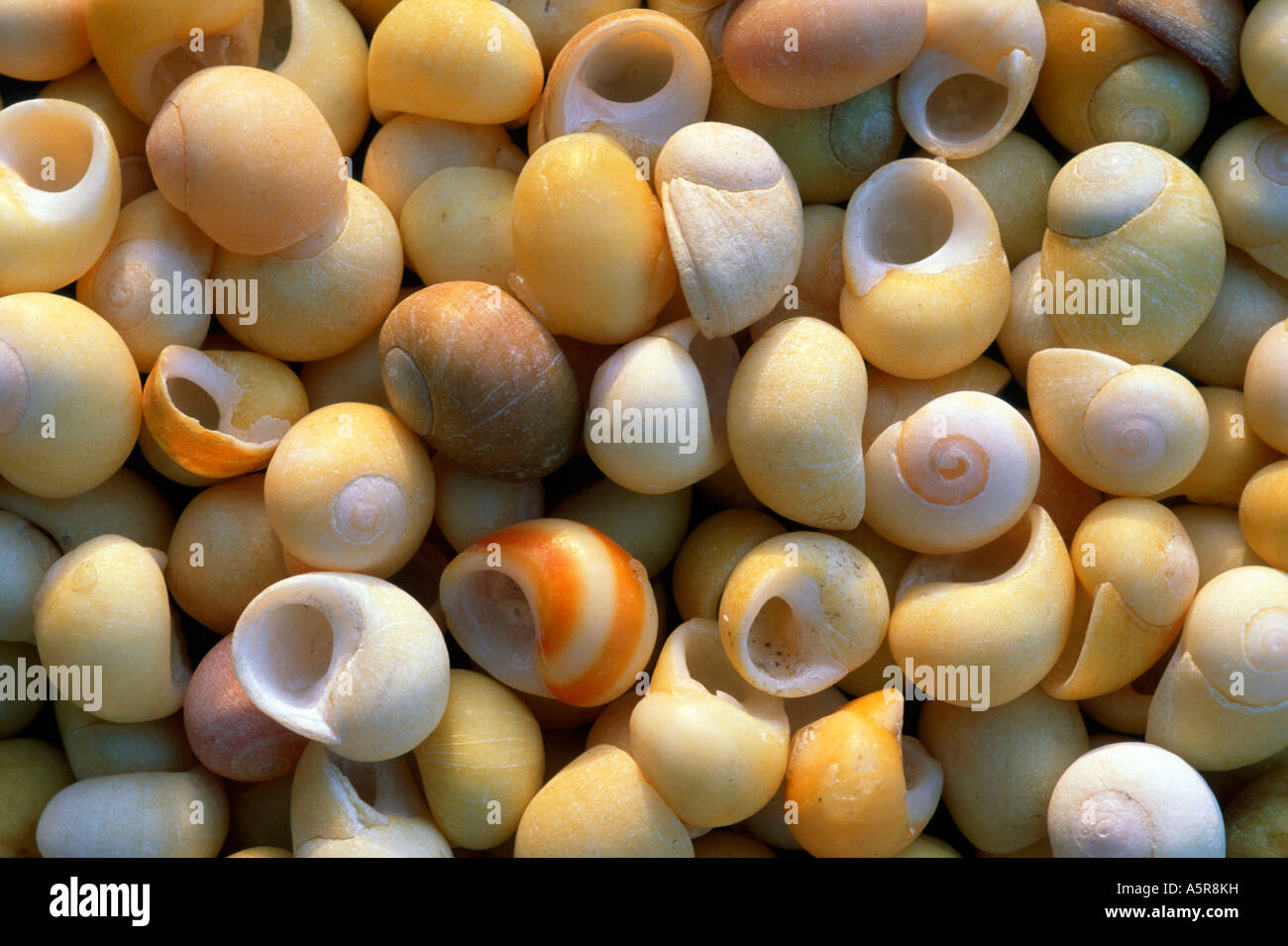 Snail shell Stock Photo - Alamy