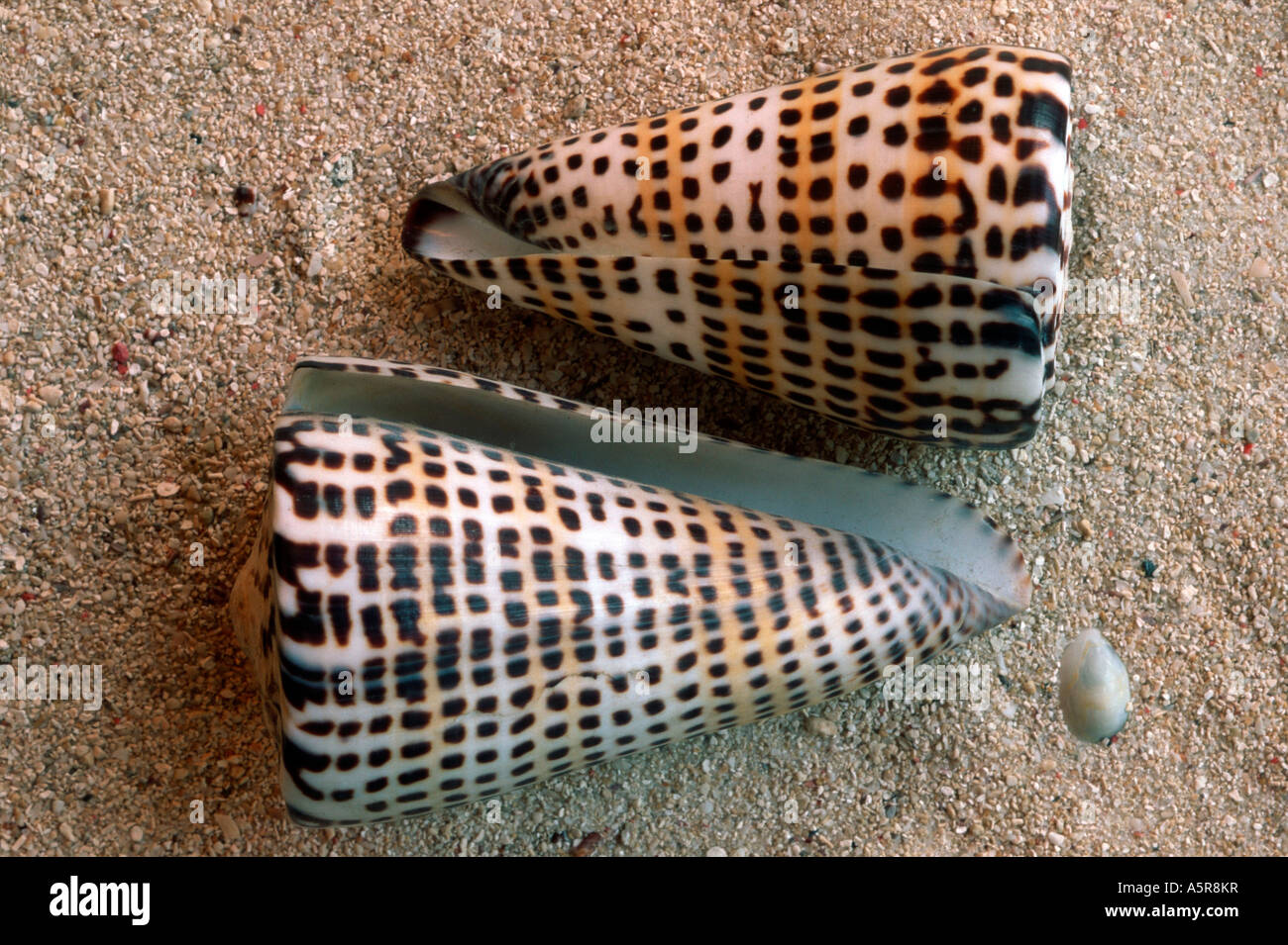 Snail shell Stock Photo - Alamy