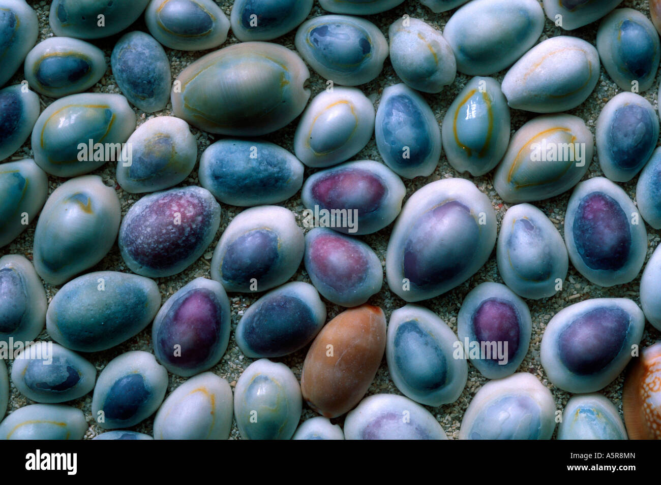 Cowrie shell Stock Photo - Alamy