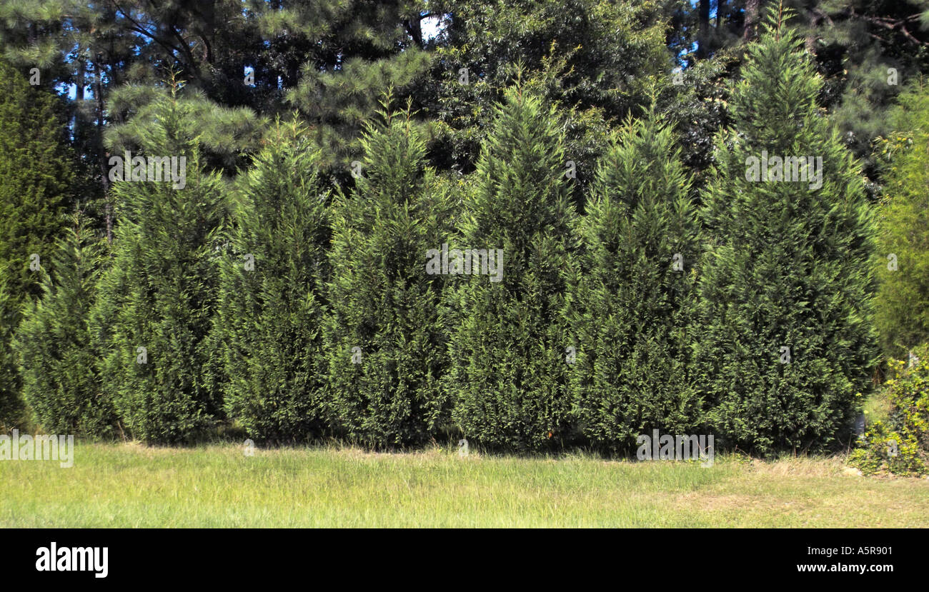 Treeline wtih Trees and Grass Stock Photo - Alamy