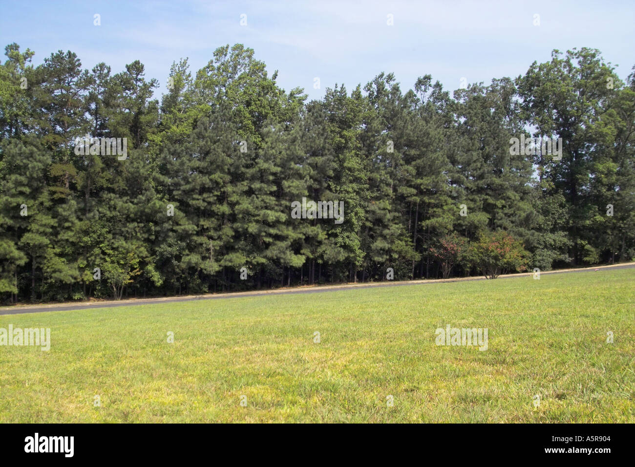 Treeline wtih Trees and Grass Stock Photo - Alamy