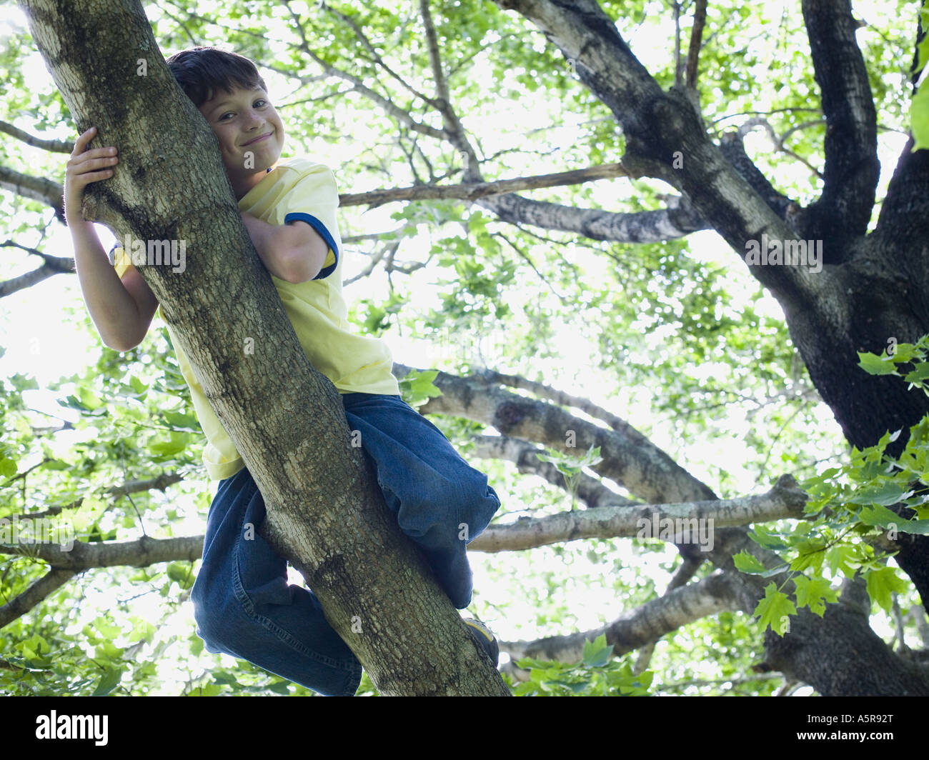 Low angle view of a boy lying on the branch of a tree Stock Photo - Alamy
