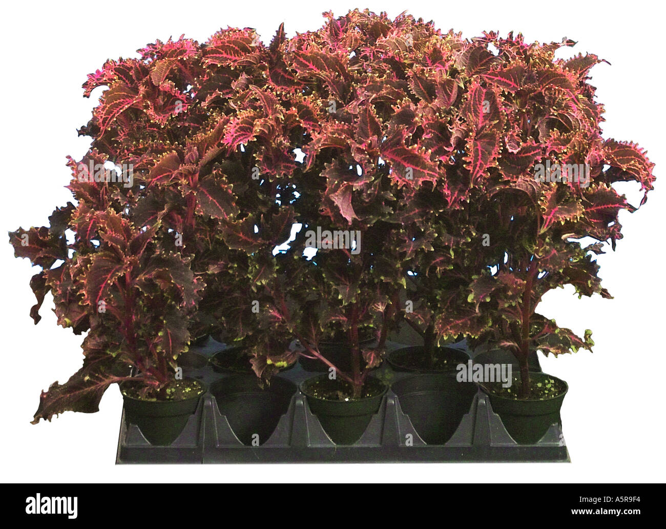 Coleus annuals lamiaceae painted nettle plant plants Stock Photo - Alamy