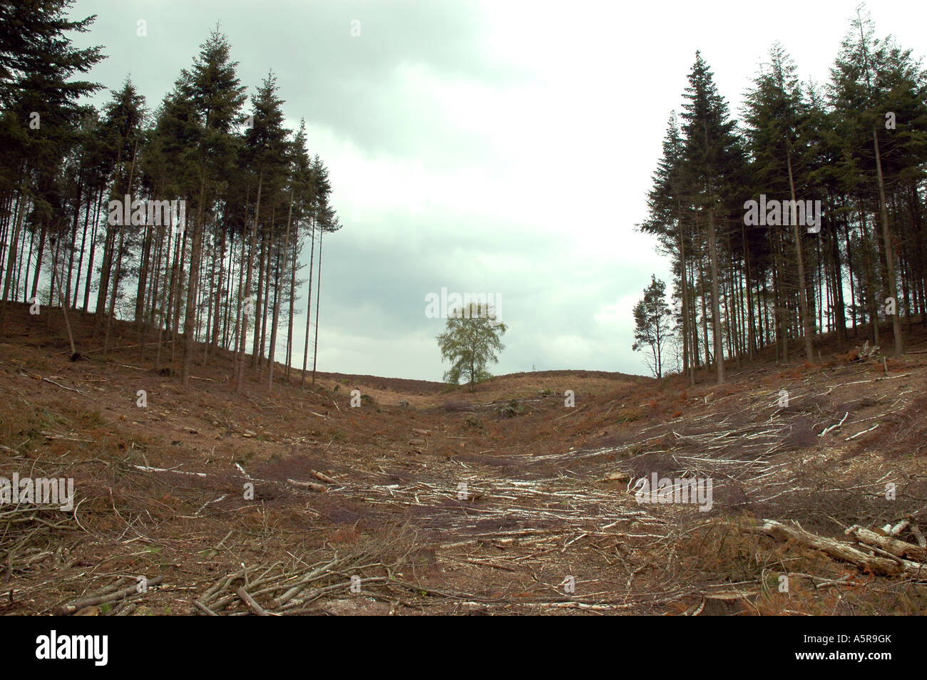 Deforestation (forest management) in the New Forest, England, UK Stock ...